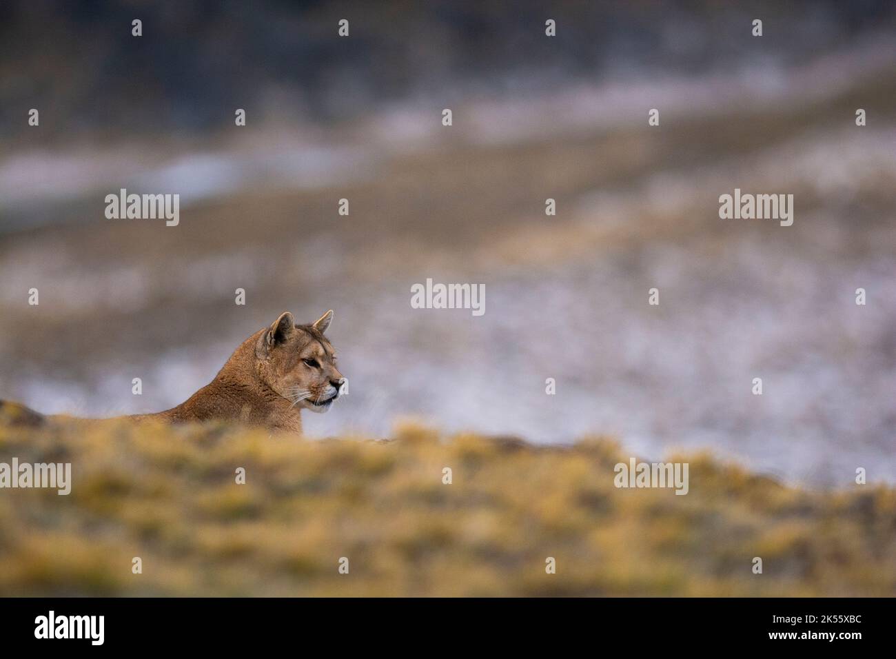 Puma walking in mountain environment, Torres del Paine National Park ...
