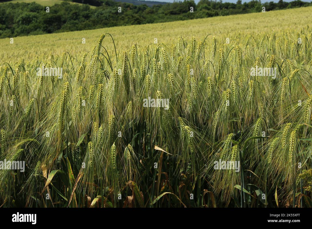 Side view of green wheat field in mid-summer with forest in background ...