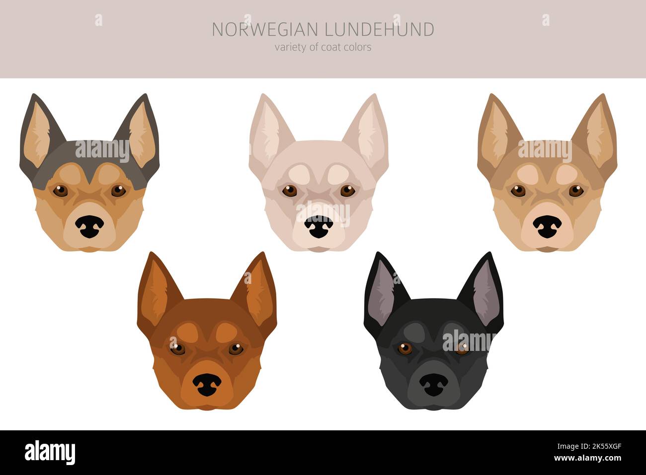 Norwegian Lundehund