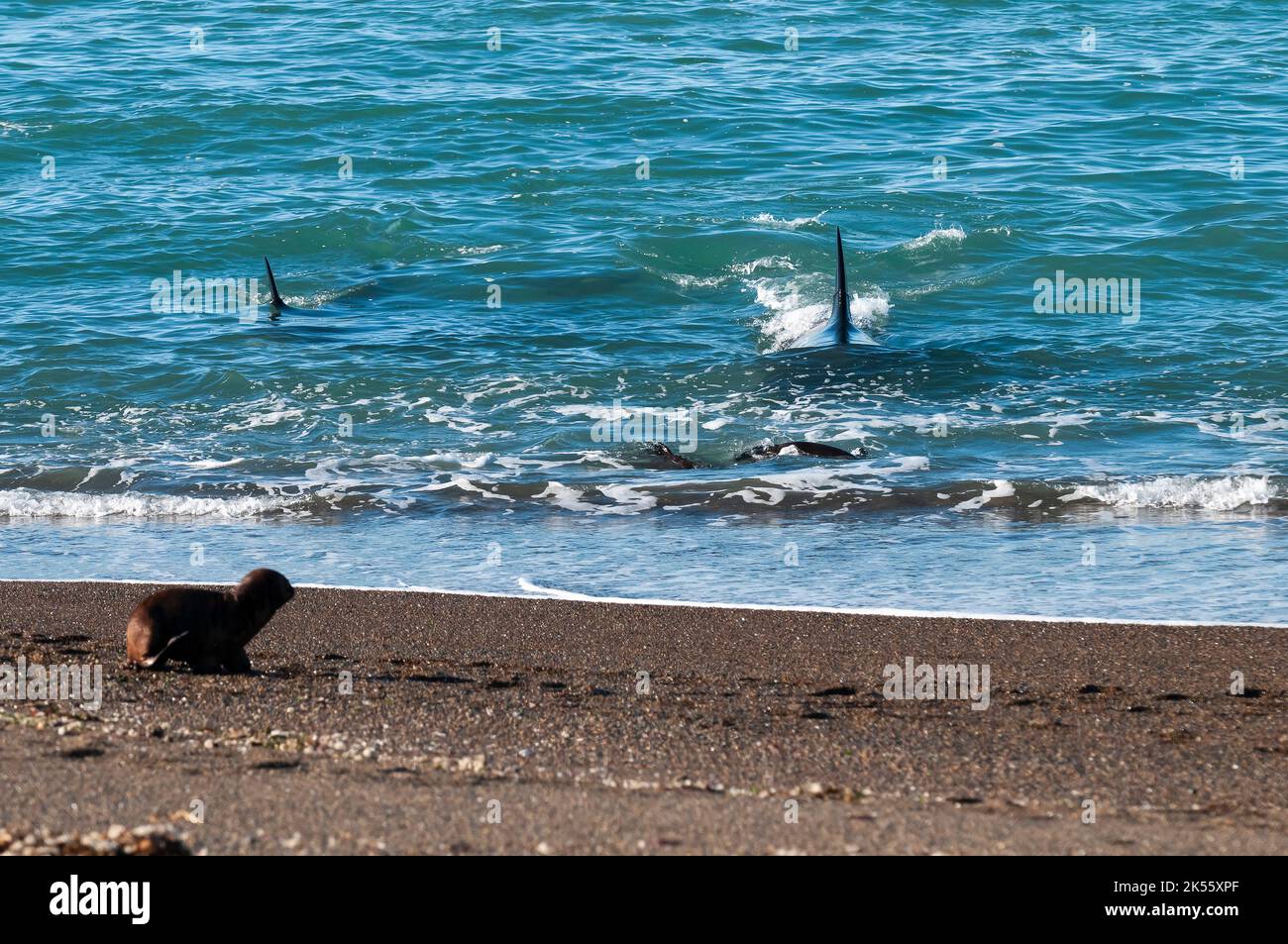 Killer whale hunting sea lions on the paragonian coast, Patagonia ...