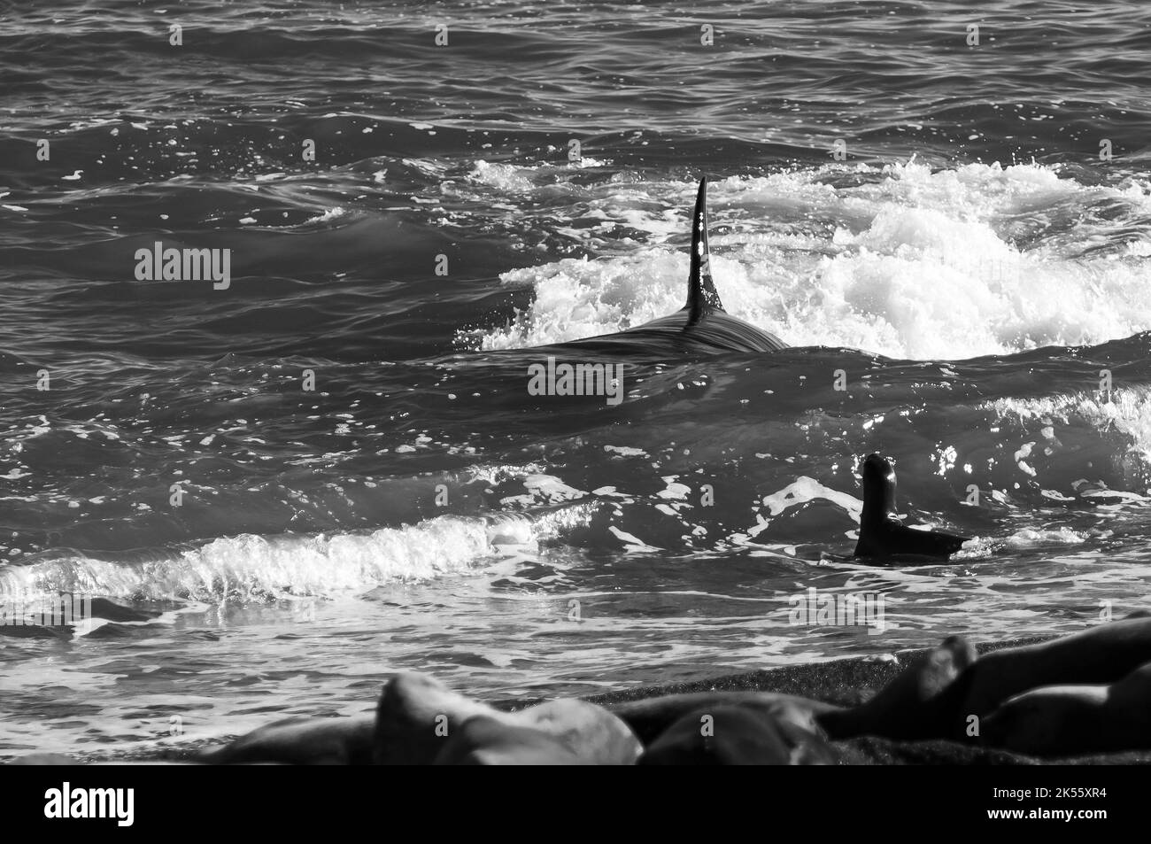 Killer whale hunting sea lions on the paragonian coast, Patagonia ...