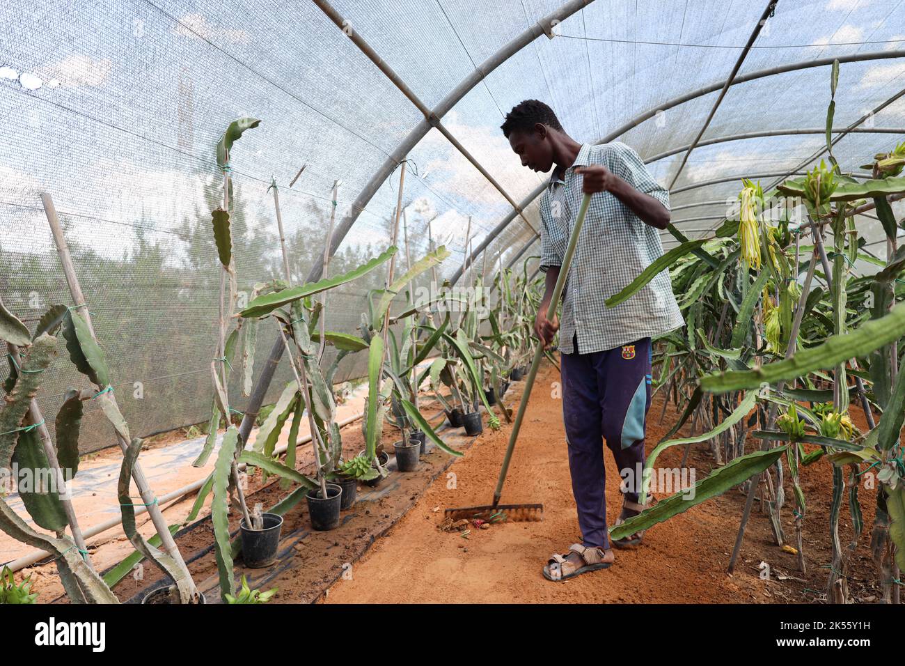 Misrata, Libya, 04/10/2022, A worker cleans a dragon fruit farm so that ...