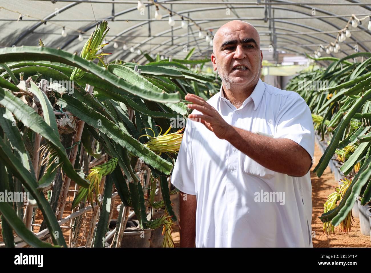 Misrata, Libya, 04/10/2022, Farmer, Mohammed Shaban inspects his dragon ...