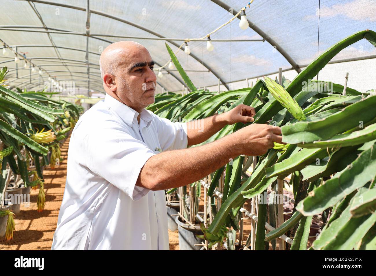 Misrata, Libya, 04/10/2022, Farmer, Mohammed Shaban inspects his dragon ...