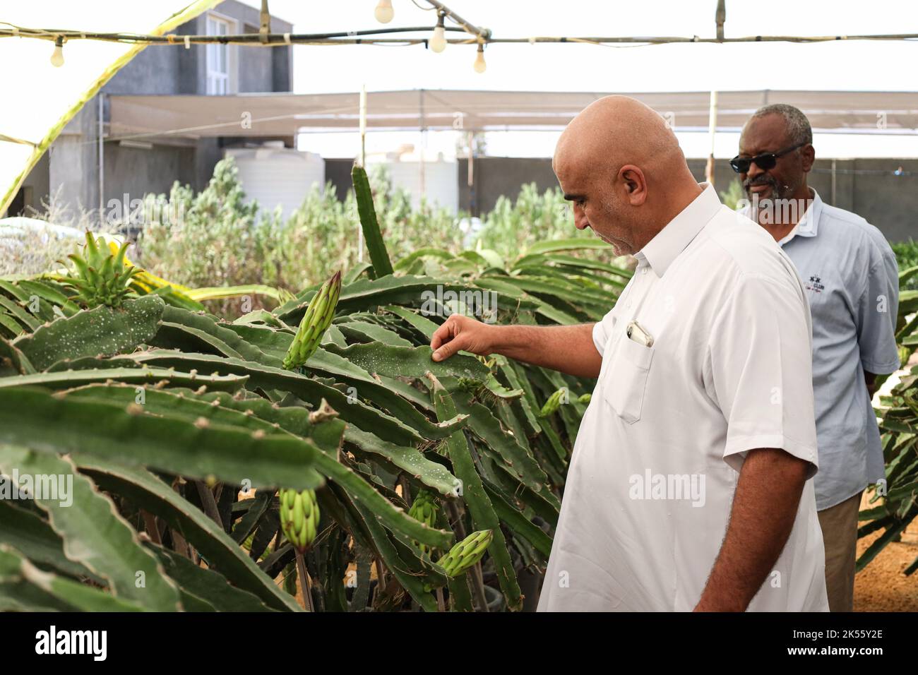 Misrata, Libya, 04/10/2022, Farmer, Mohammed Shaban (L) inspects his ...