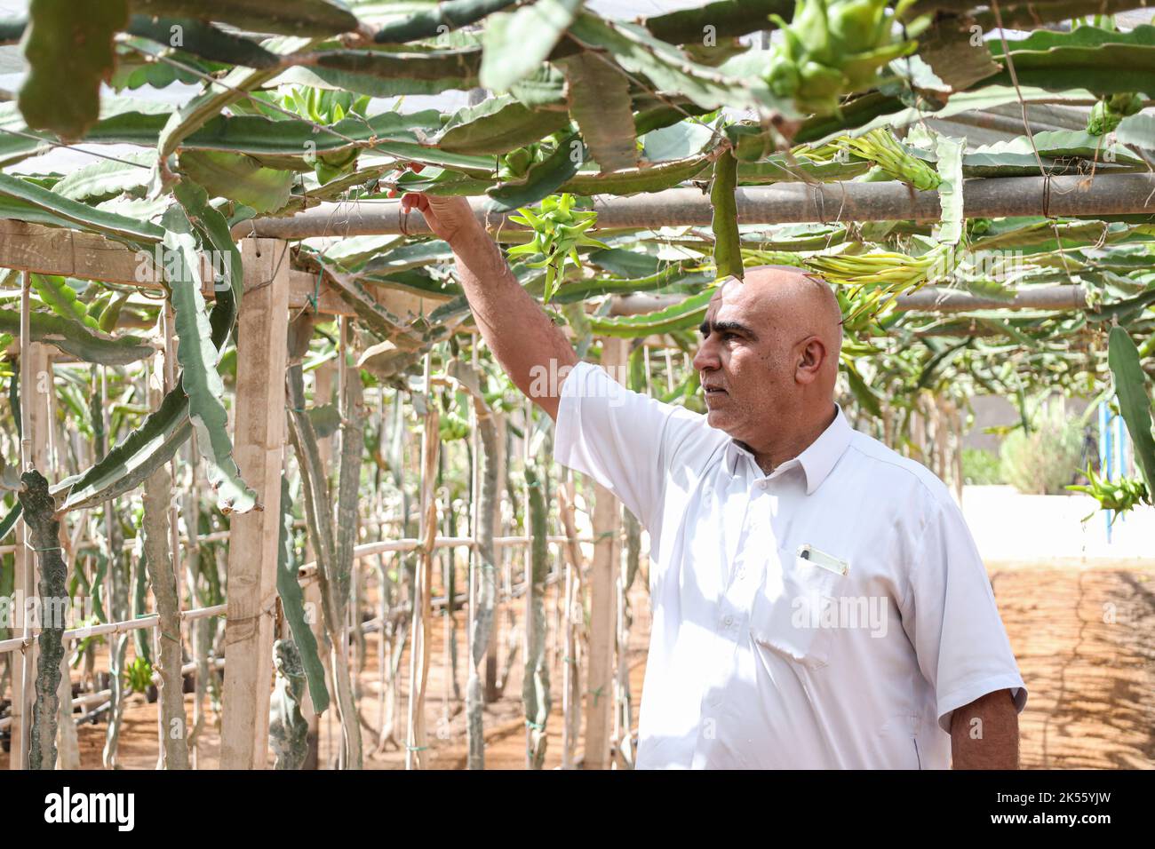 Farmer, Mohammed Shaban inspects his dragon Fruit farm, which he ...