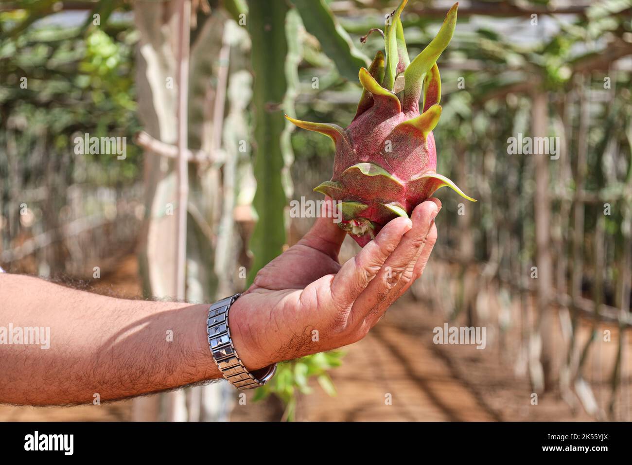 A farmer holds the dragon fruit in his hands, which has been grown for ...