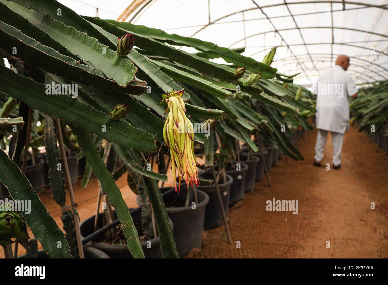 Farmer, Mohammed Shaban inspects his dragon Fruit farm, which he ...