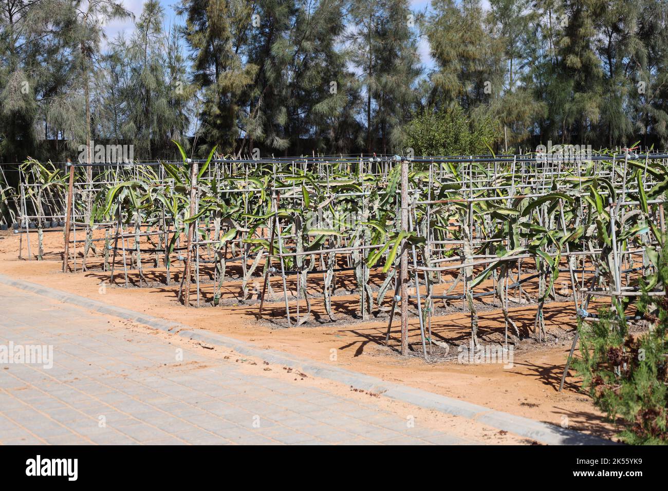 General view of the dragon fruit farm that was planted by farmer ...