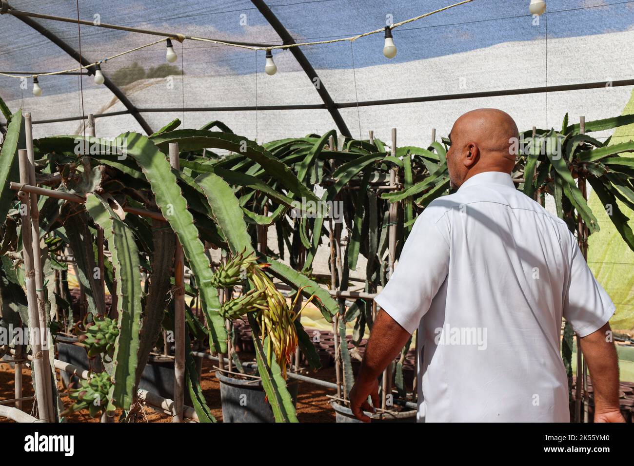 Farmer, Mohammed Shaban inspects his dragon Fruit farm, which he ...