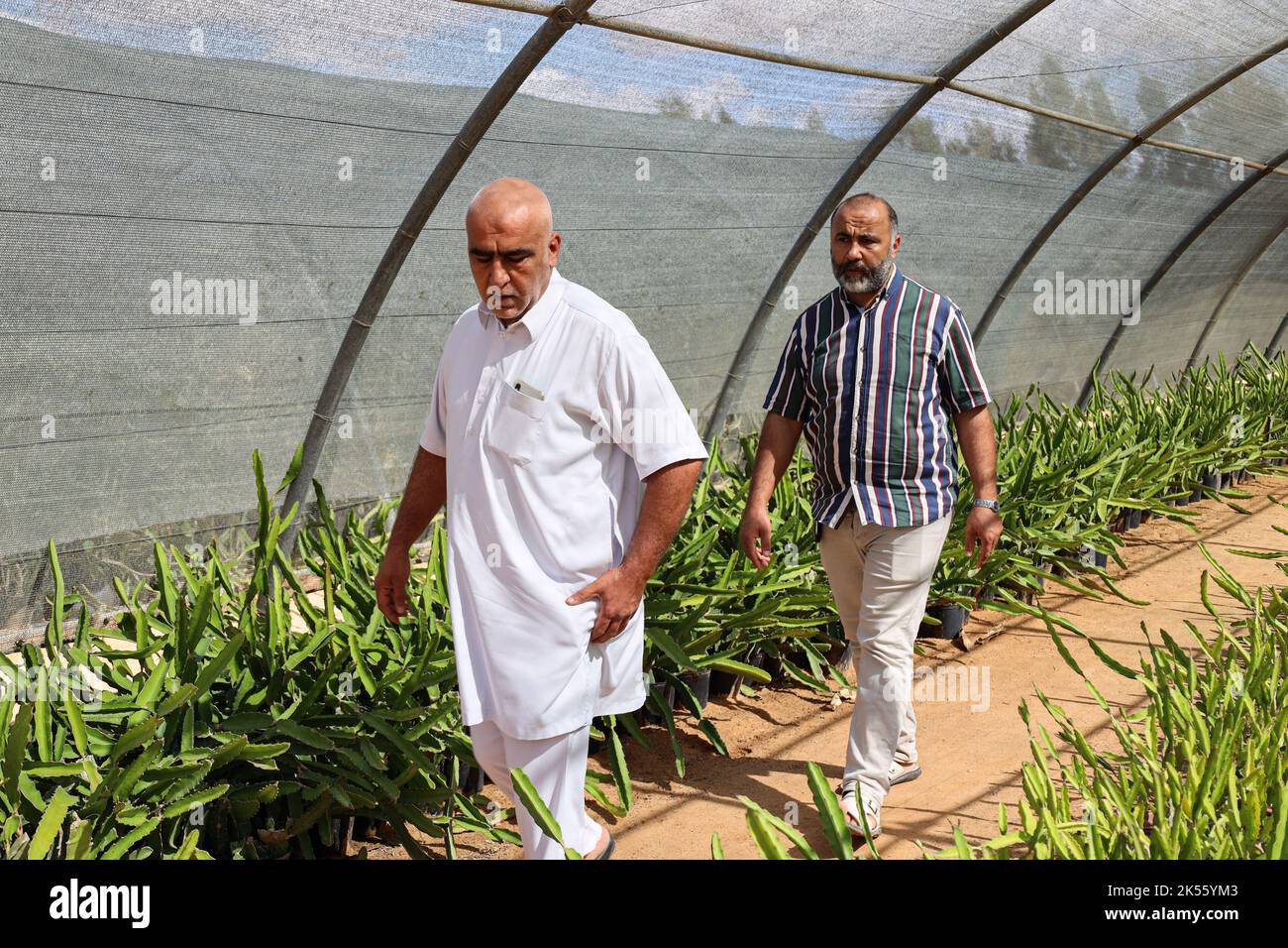 Farmer, Mohammed Shaban (L) inspects his dragon Fruit farm, which he ...