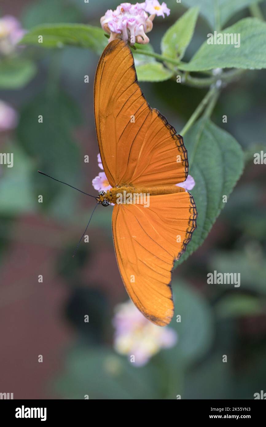 The Julia butterfly, sometimes called Julia heliconian, the flame, or ...