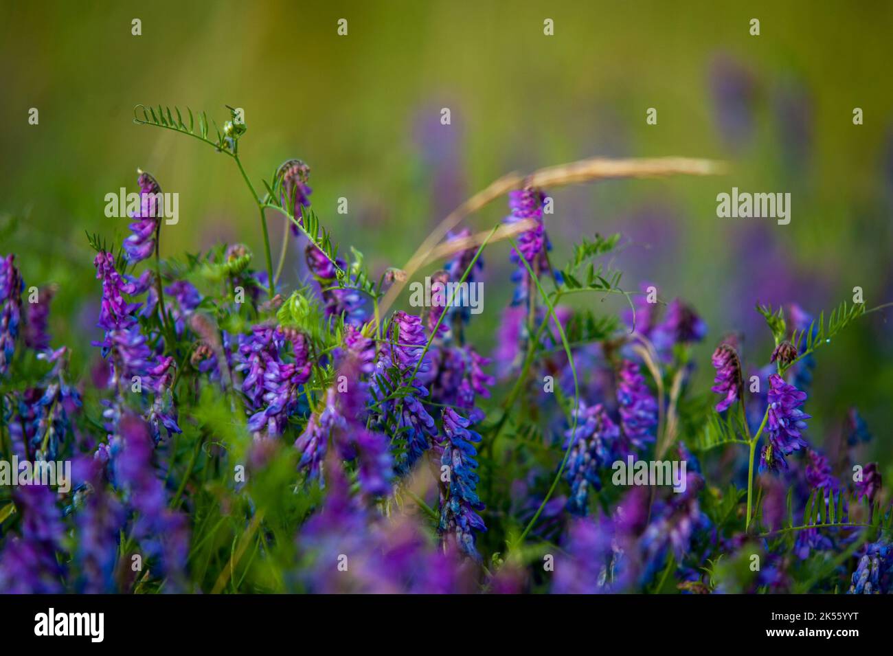 Tufted blue flowers hi-res stock photography and images - Alamy