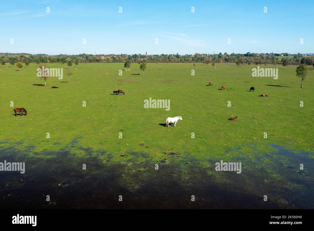 Aerial view of the flooded pasture with horses, Lonjsko polje, Croatia ...