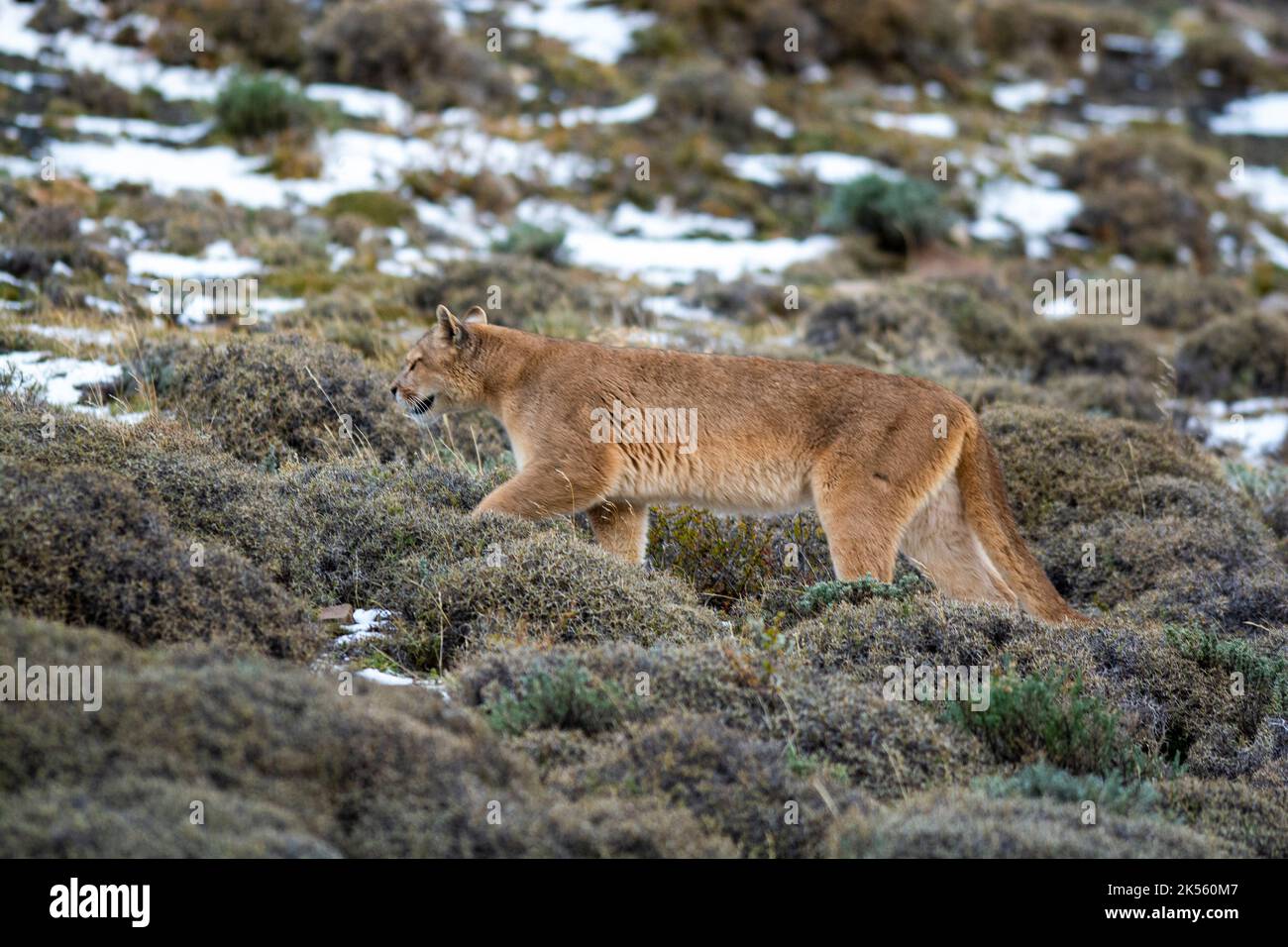 Puma walking in mountain environment, Torres del Paine National Park ...