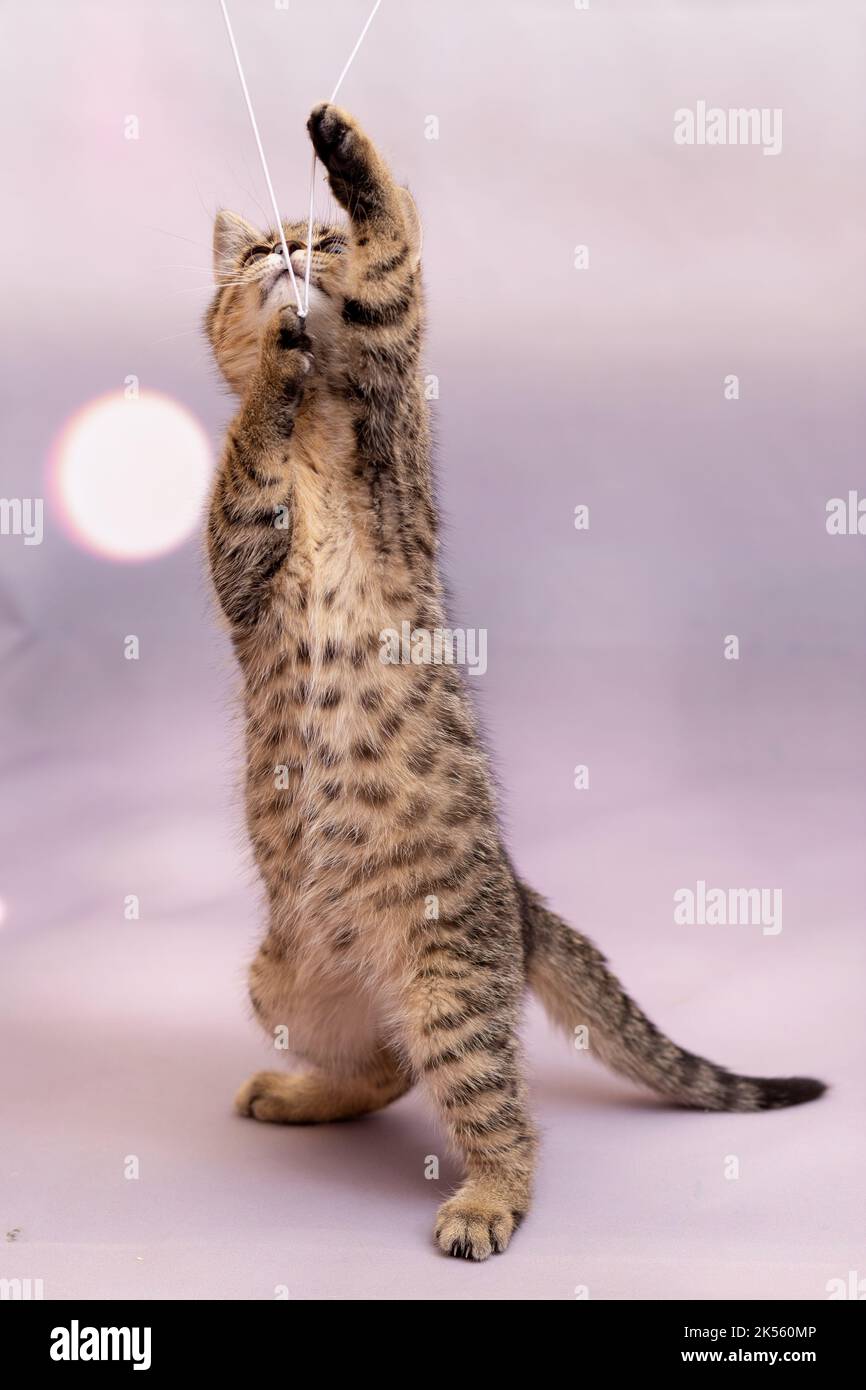 A striped kitten is playing with a string and standing on its hind legs ...