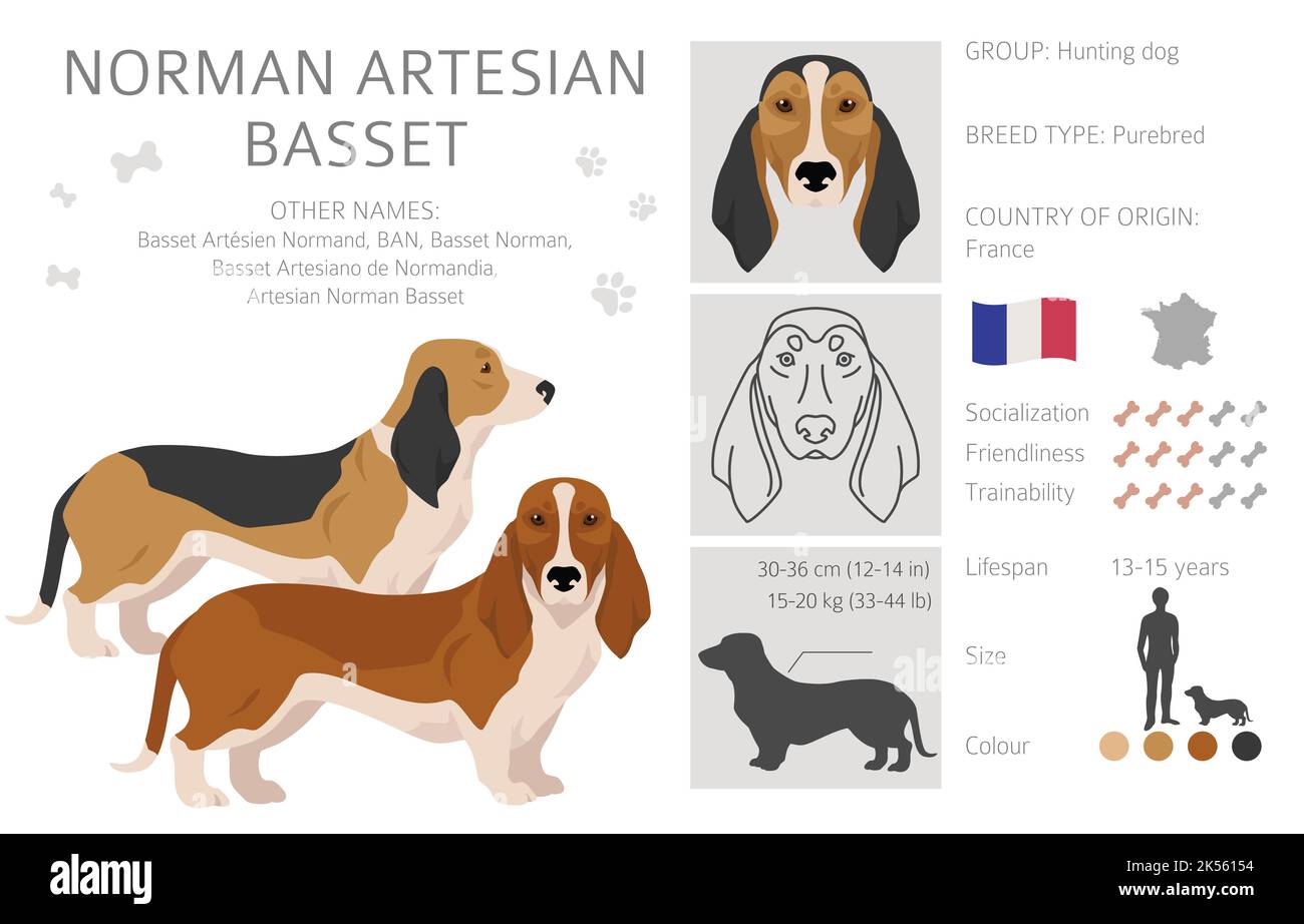 Norman Artesian Basset clipart. All coat colors set.; All dog breeds ...