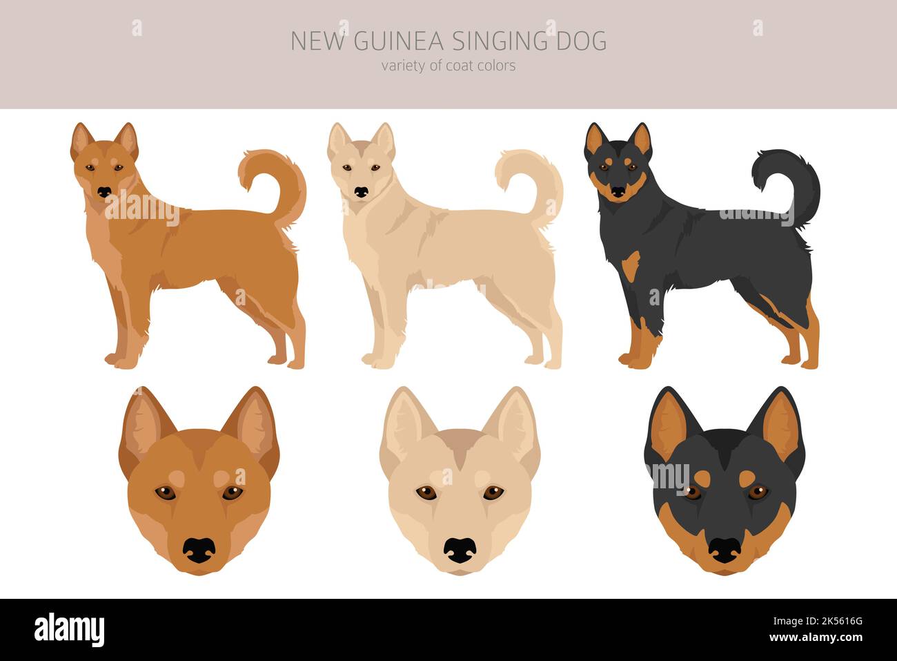 New Guinea singing dog clipart. All coat colors set.; All dog breeds ...