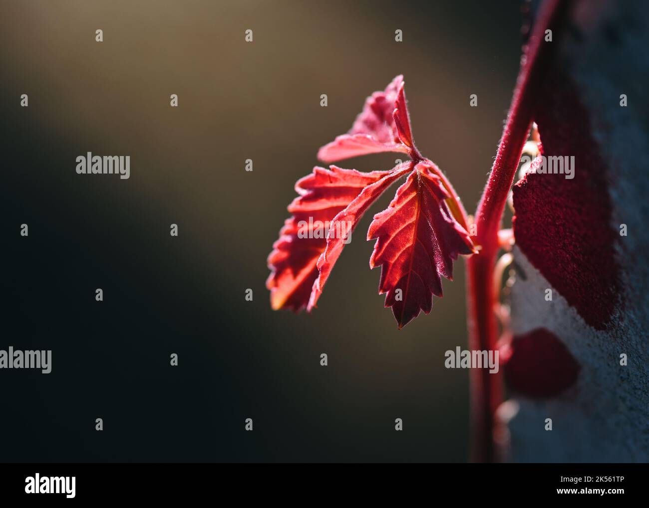 New red leaves of the red ivy Stock Photo - Alamy