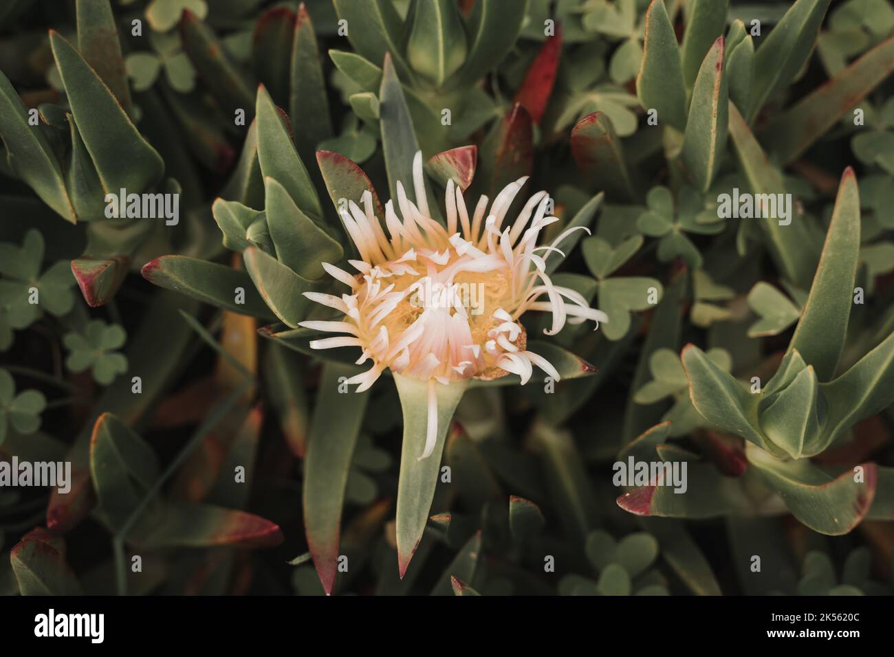Frozen wonders of winter: Nature's delicate touch brings a magical ...