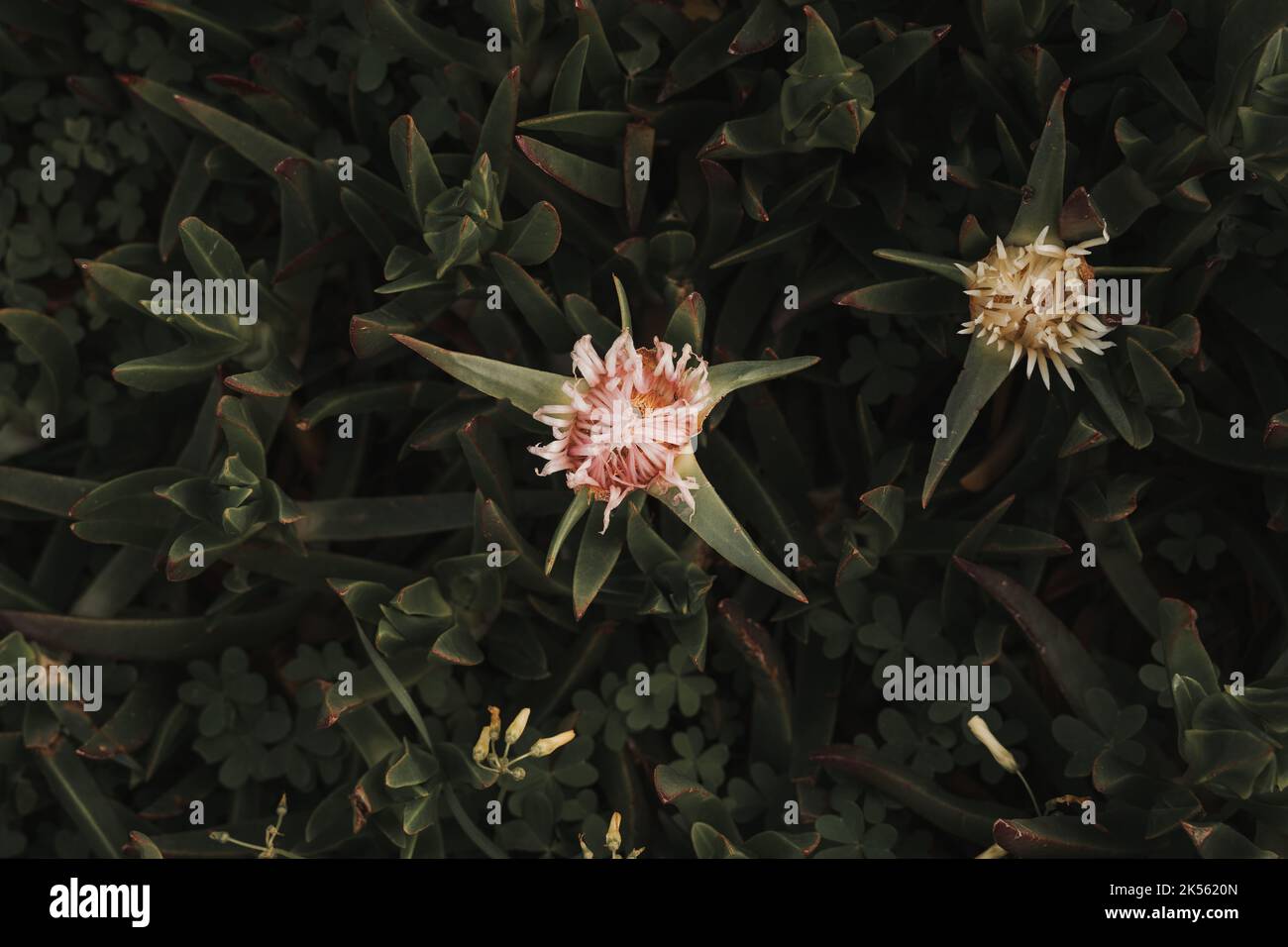 Frozen wonders of winter: Nature's delicate touch brings a magical ...