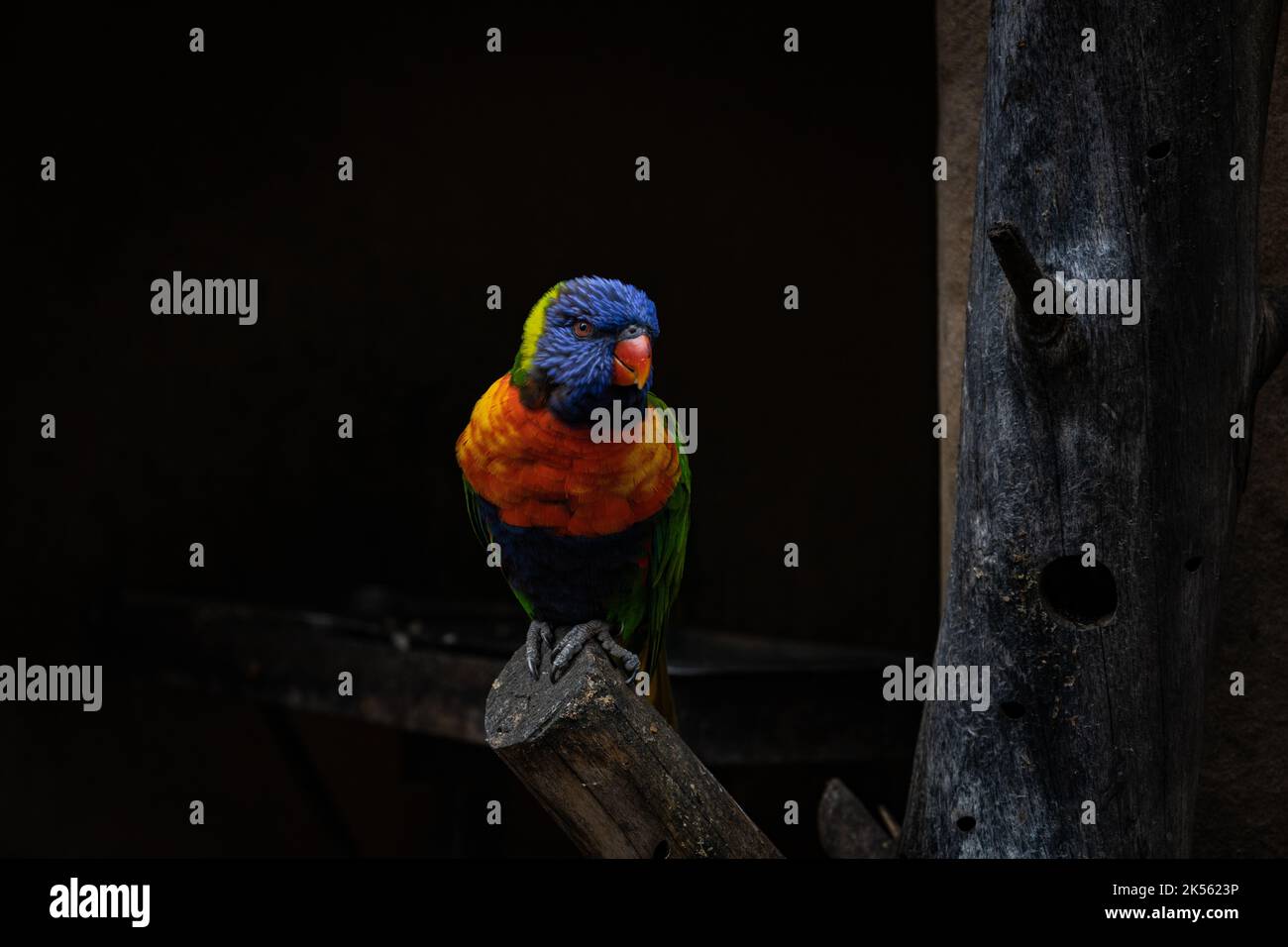 Beautiful yellow cute birds hi-res stock photography and images - Alamy