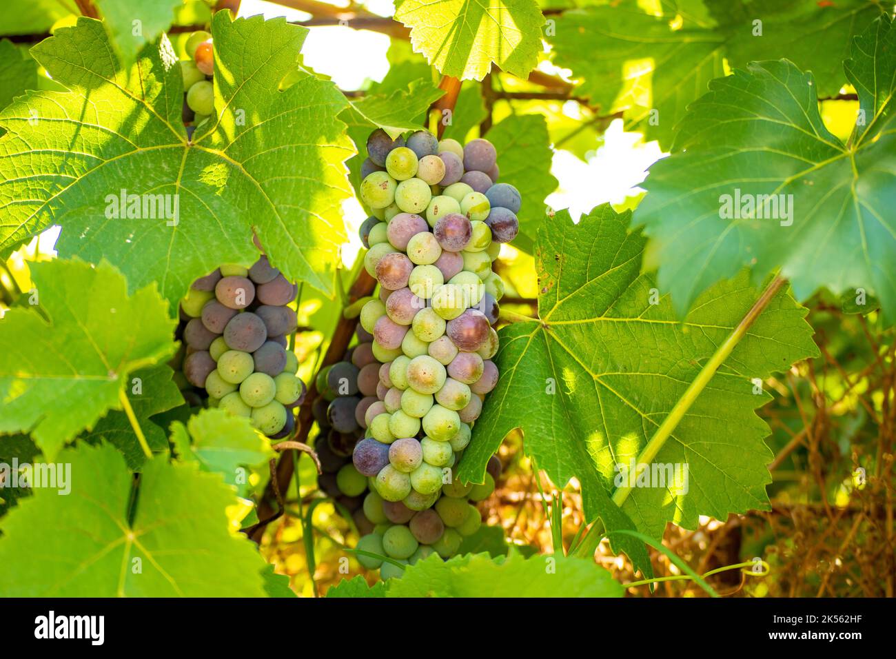 Vineyard plant leaves and blue grapes with sun. For wallpaper or ...