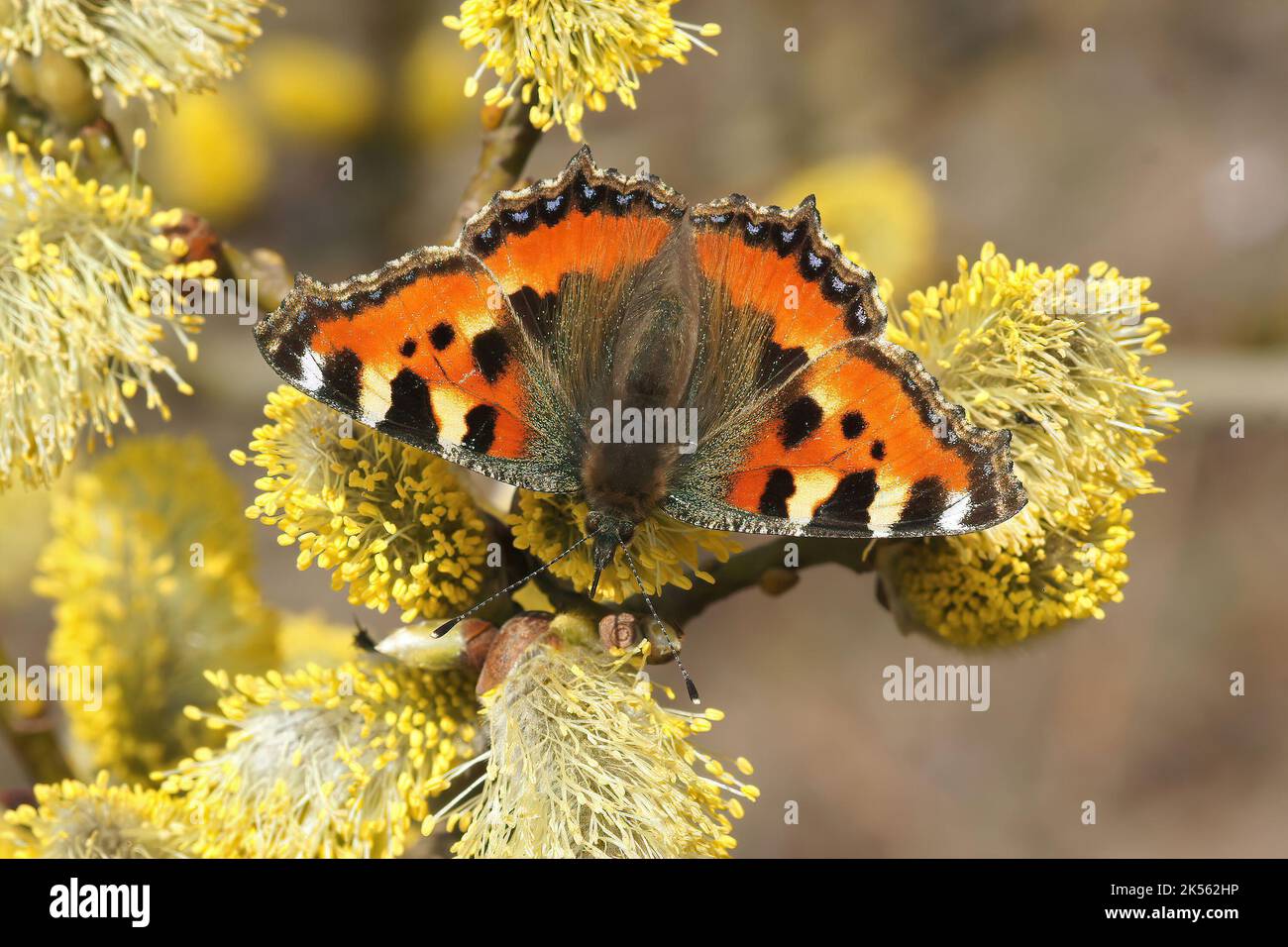 Salix caprea butterfly hi-res stock photography and images - Alamy