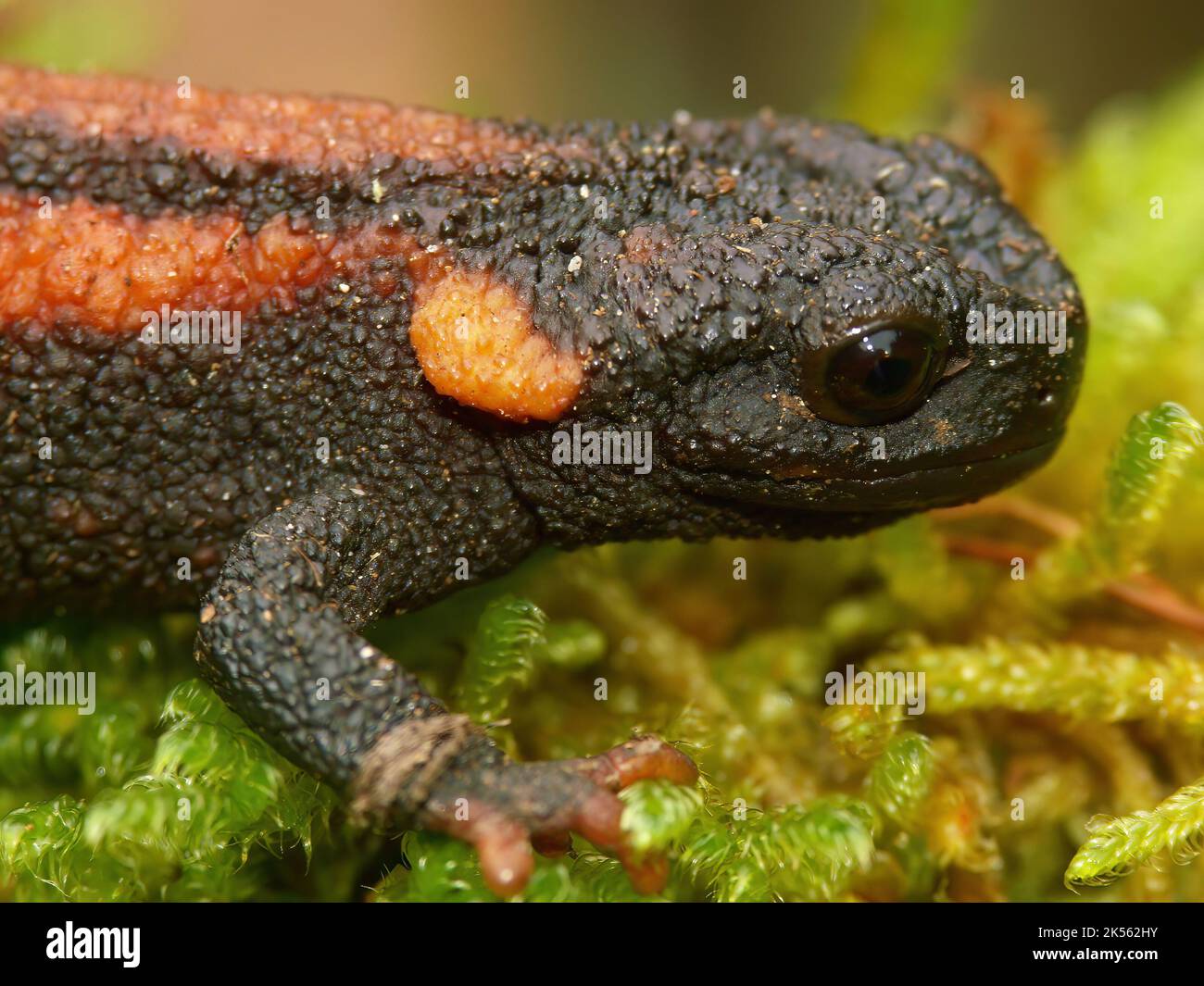 Detailed closeup on the colorful and endangered Asian Red-tailed Knobby ...