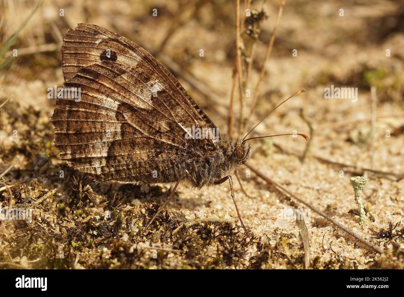 Closeup on the Grayling butterfly, Hipparchia semele well camouflaged ...