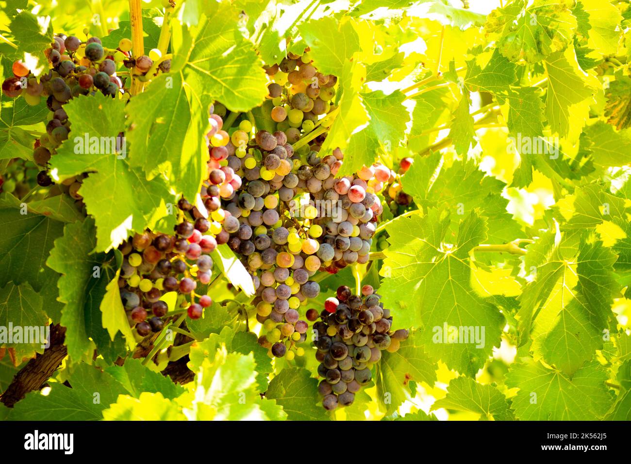 Vineyard plant leaves and blue grapes with sun. For wallpaper or ...