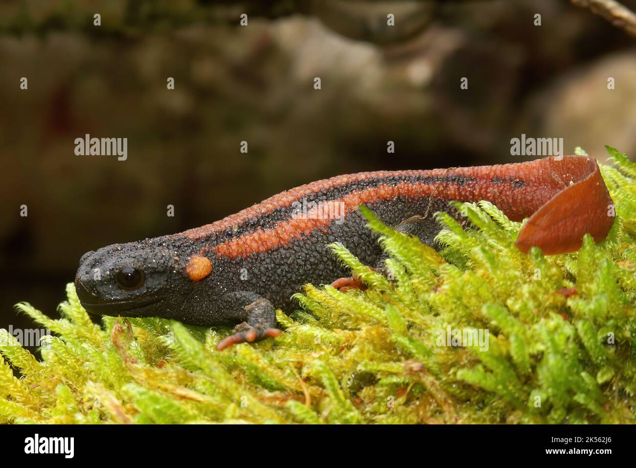 Detailed closeup on the colorful and endangered Asian Red-tailed Knobby ...