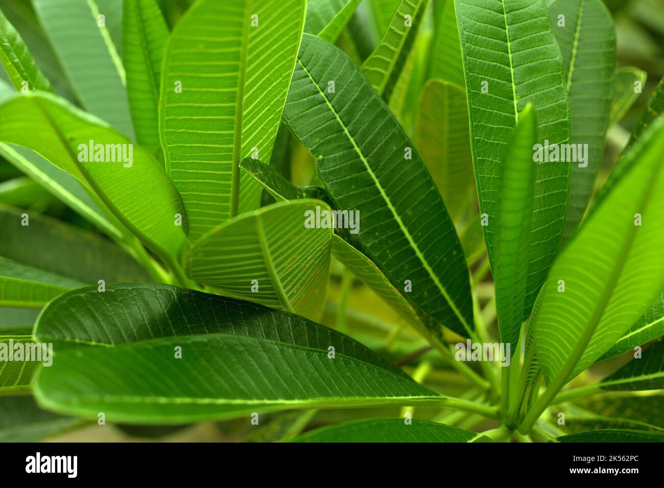 Tropical green leaves fresh blur background Stock Photo - Alamy