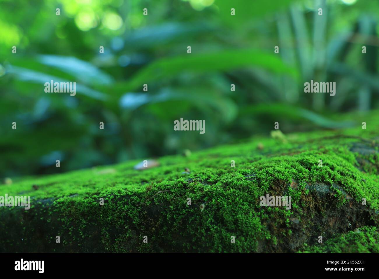 Beautiful green moss on the floor, moss closeup, macro. Beautiful ...