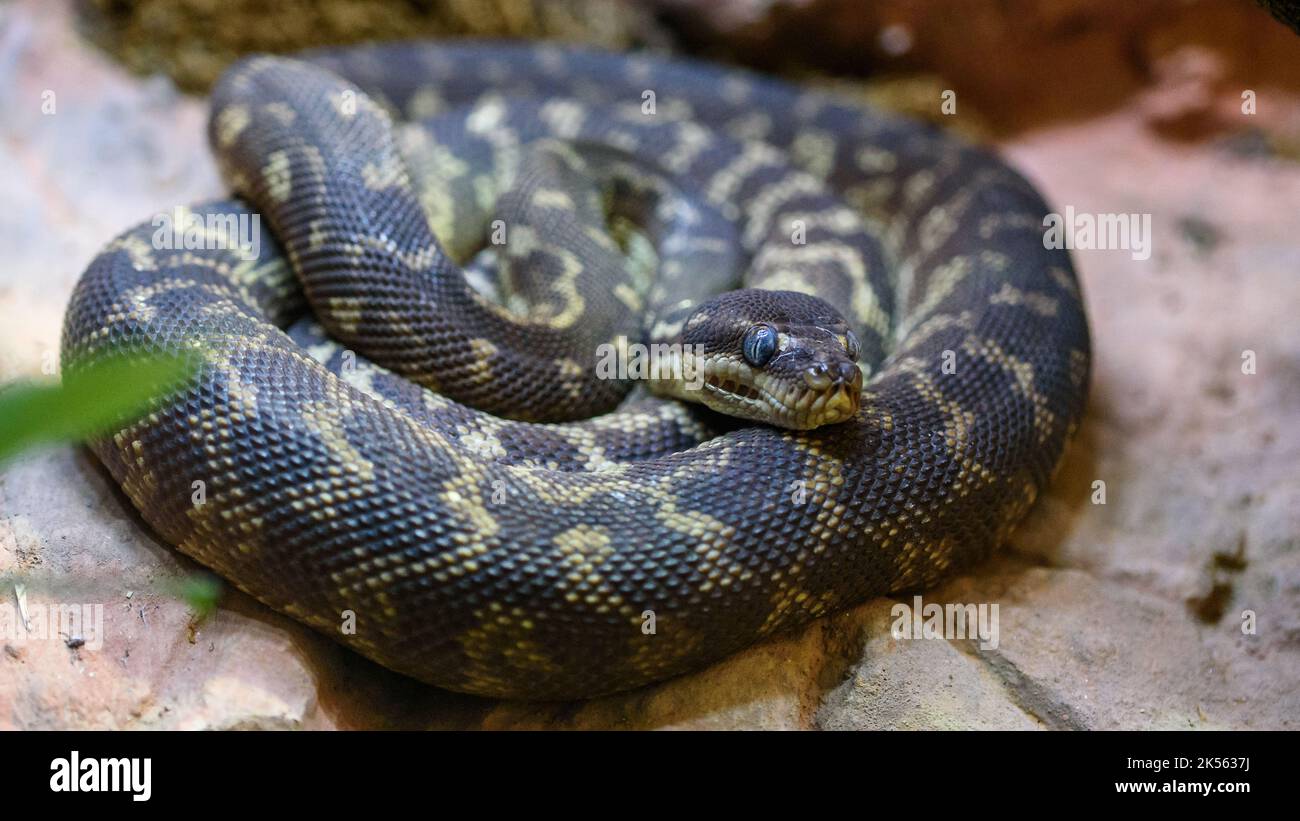 Snake bread hi-res stock photography and images - Alamy