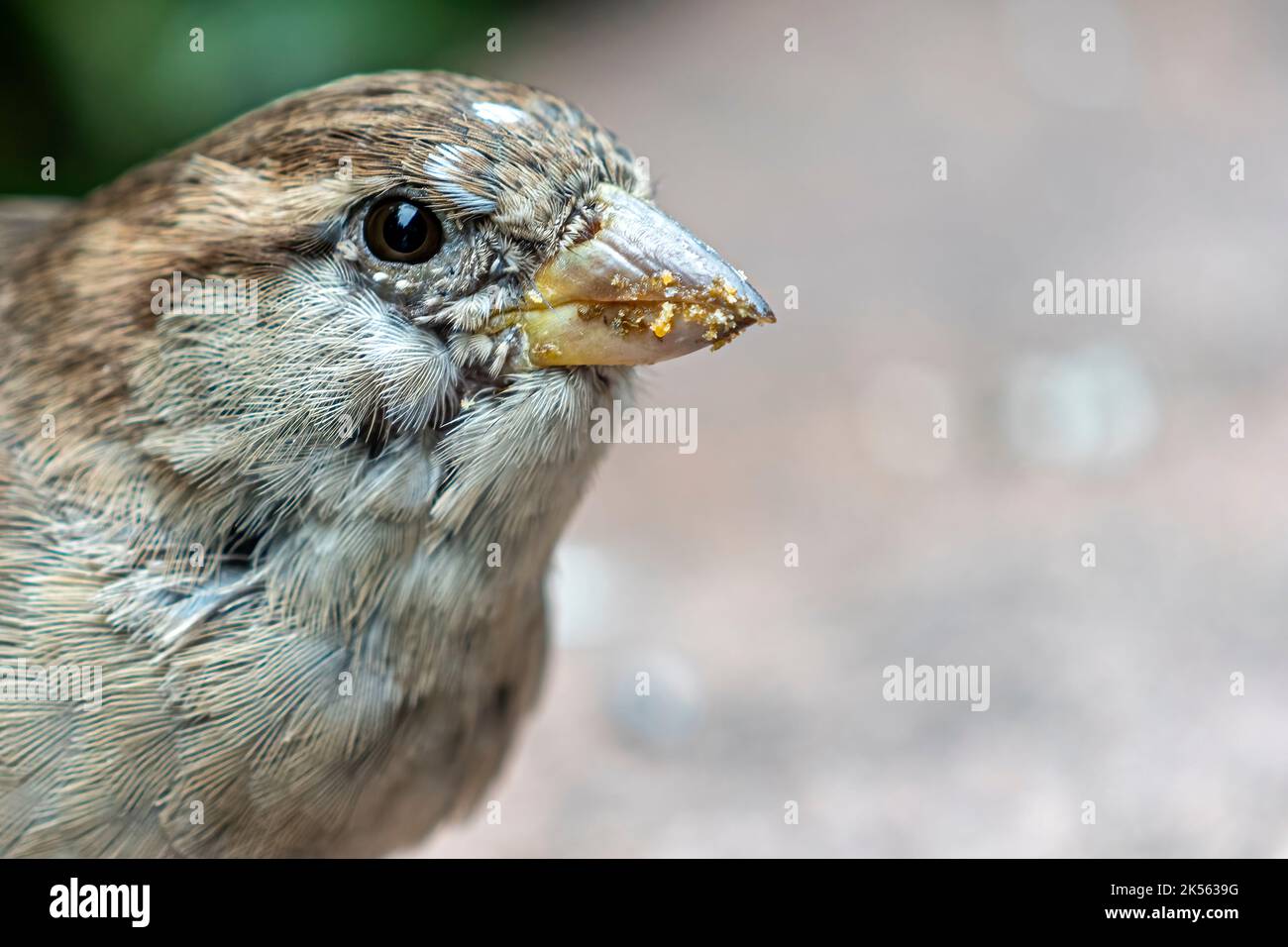 Close up house sparrow hi-res stock photography and images - Alamy