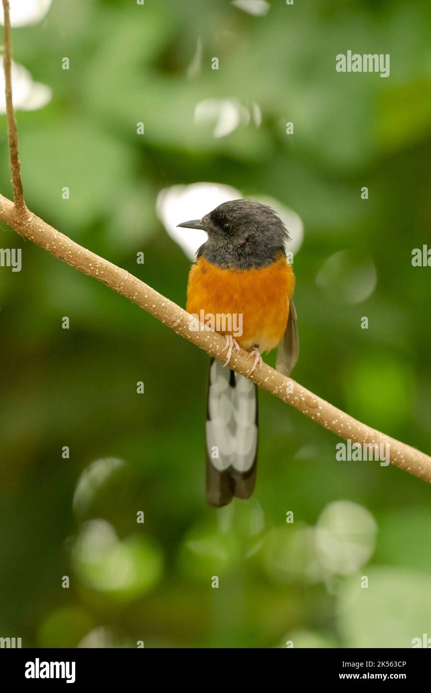 A vertical closeup shot of murai bird with orange belly sitting on a ...