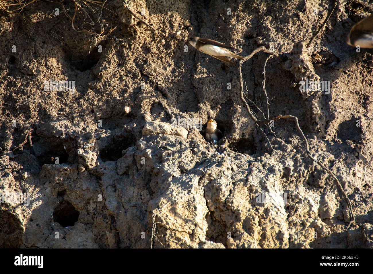 Sand Martins ( Riparia riparia ) chicks in breeding caves on the cliffs ...