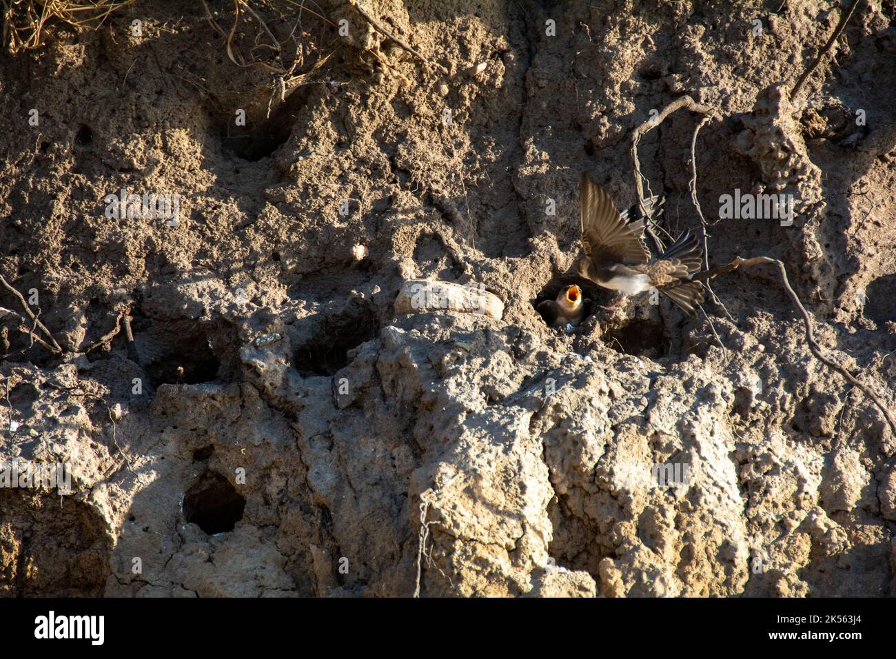 Sand Martins ( Riparia riparia ) chicks in breeding caves on the cliffs ...