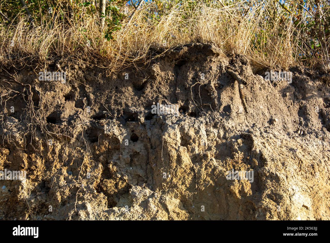 Sand Martins ( Riparia riparia ) chicks in breeding caves on the cliffs ...