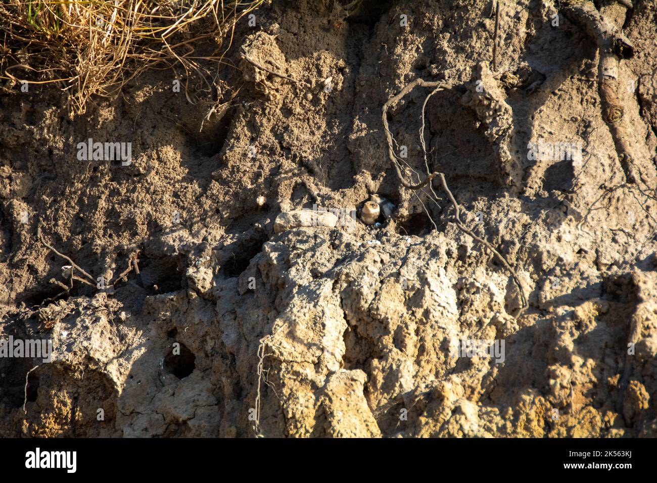 Sand Martins ( Riparia riparia ) chicks in breeding caves on the cliffs ...