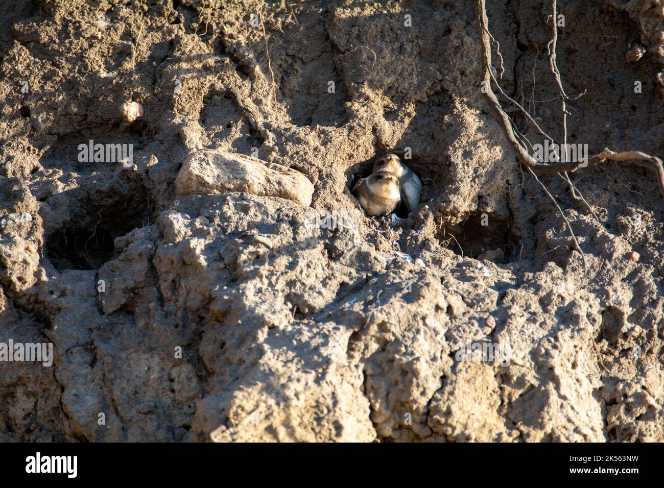 Sand Martins ( Riparia riparia ) chicks in breeding caves on the cliffs ...