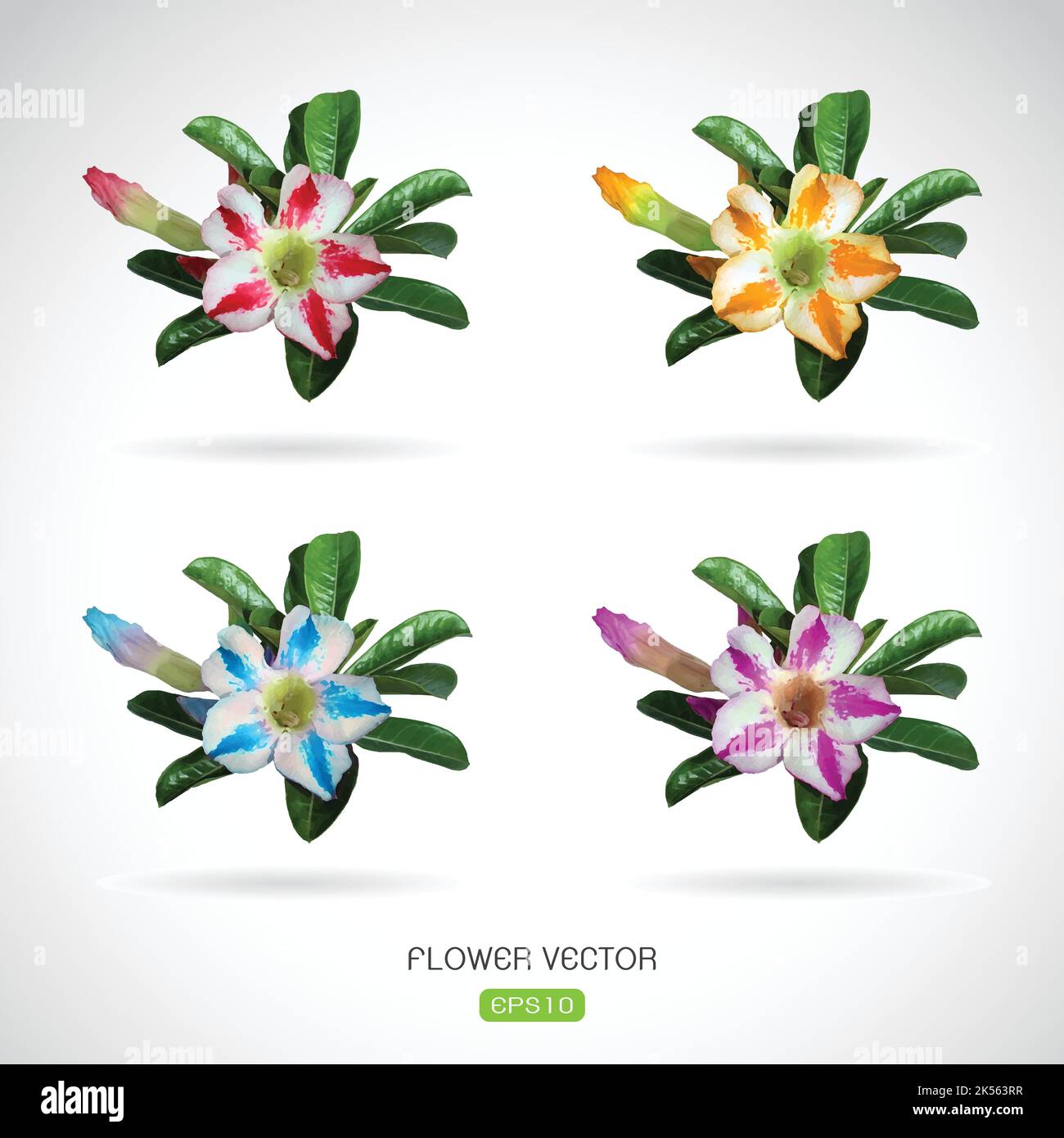 Vector image of adenium flower on white background. Vector. Easy ...