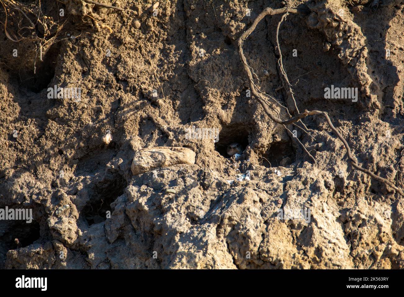 Sand Martins ( Riparia riparia ) chicks in breeding caves on the cliffs ...