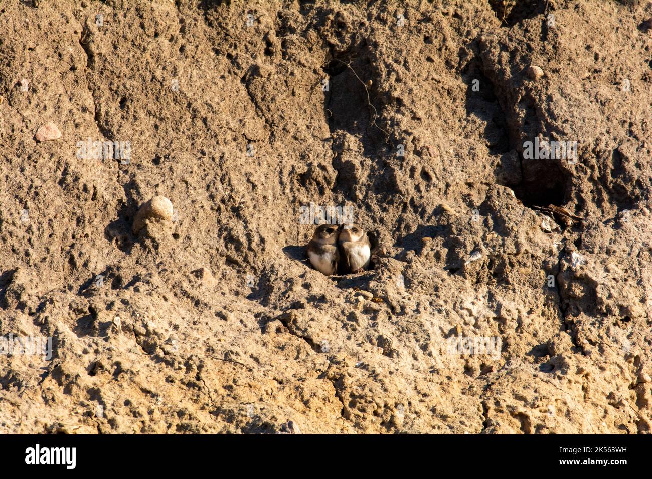 Sand Martins ( Riparia riparia ) chicks in breeding caves on the cliffs ...