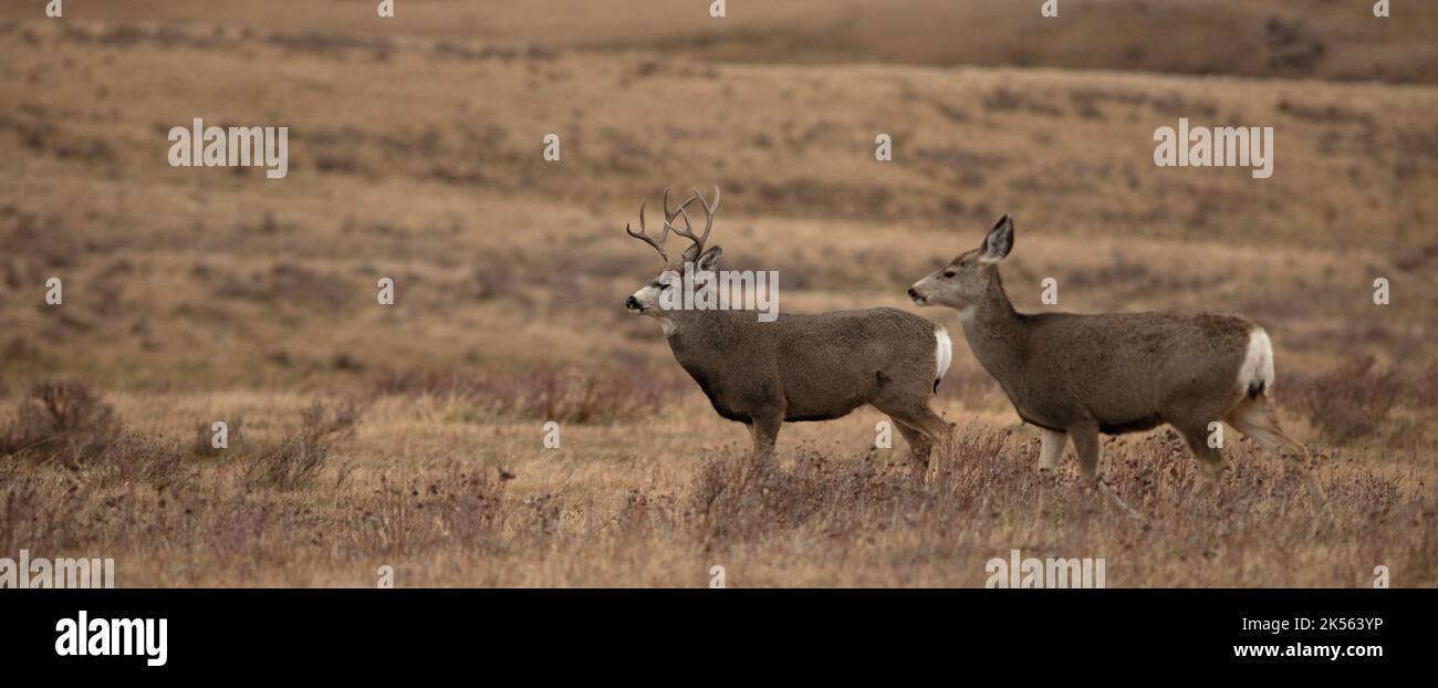 Male and female mule deer together in Montana during mating season ...