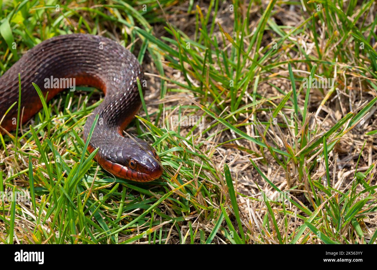 Red bellied snake with copy space on the right Stock Photo - Alamy