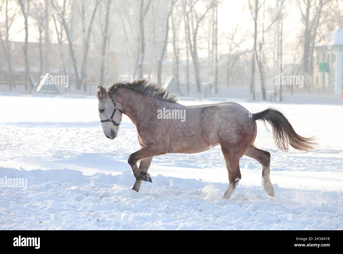 Thoroughbred horse galloping in the snow hi-res stock photography and ...