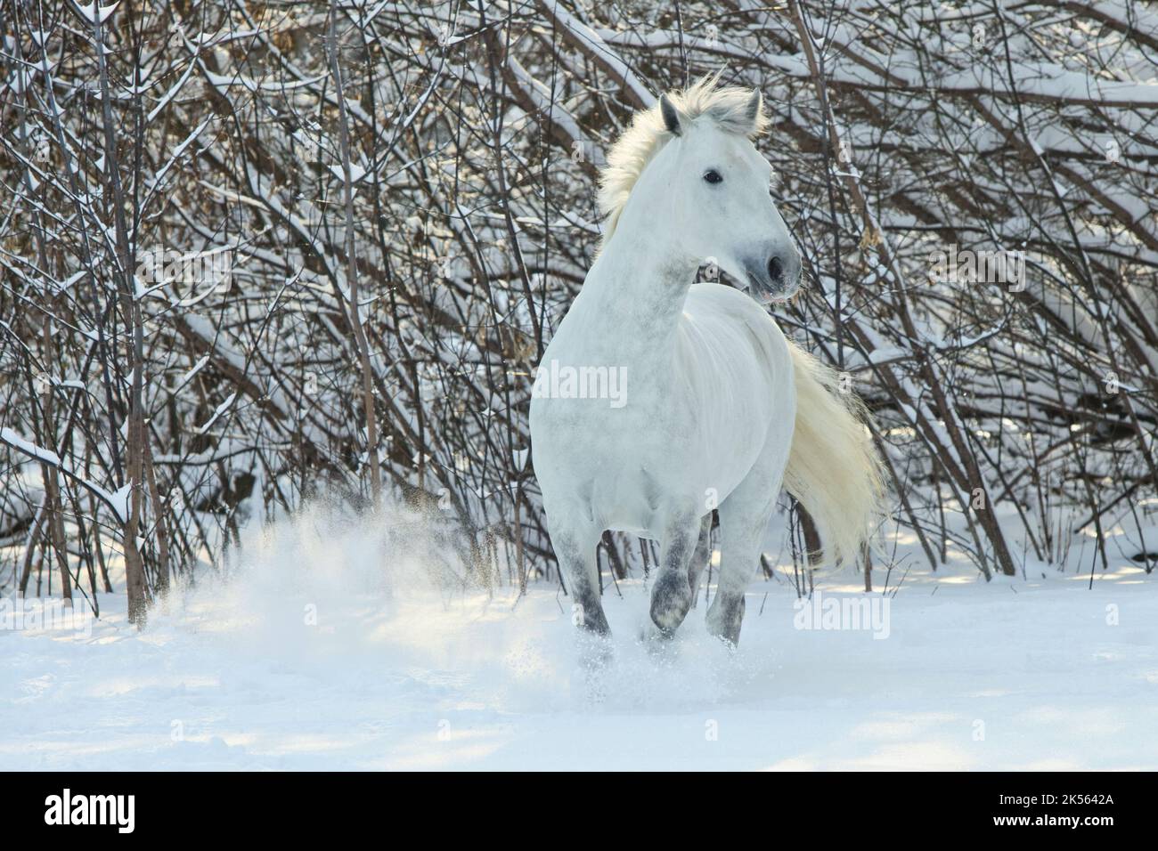 Free horse farm hi-res stock photography and images - Alamy