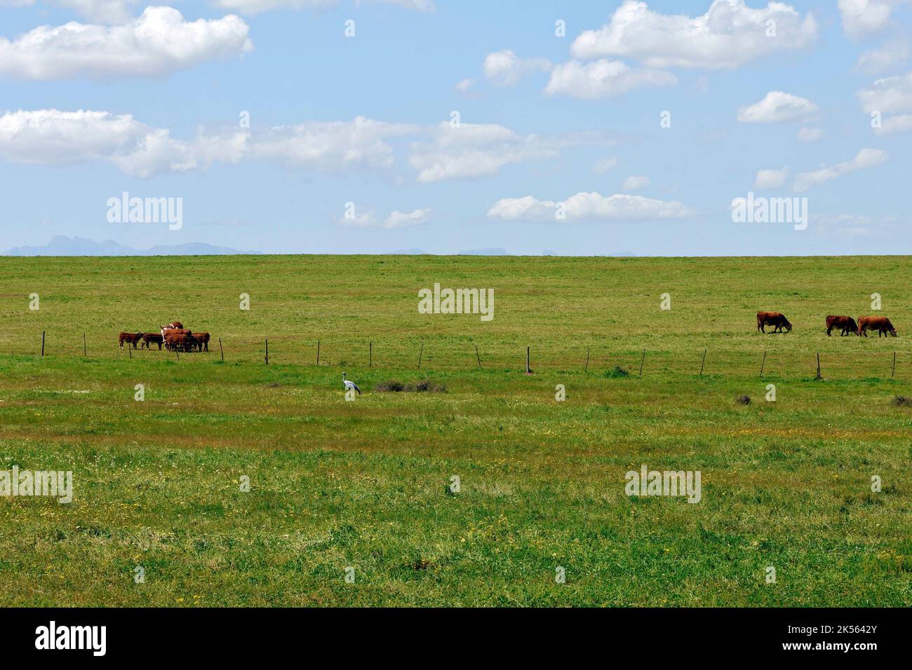 Farmland in the Boland region of the Western Cape Province of South ...